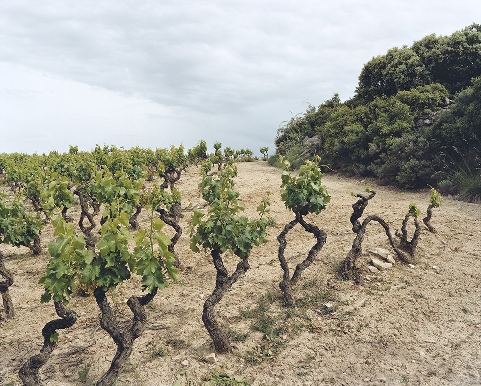 Bodega Lanzaga - Consejo Regulador DOCa Rioja - Riojawine